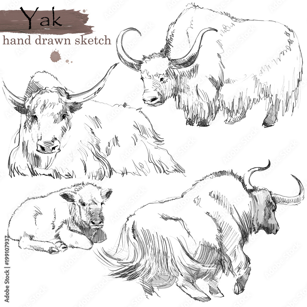 Yak hand drawn sketch. Wild animal illustration. Stock Illustration ...