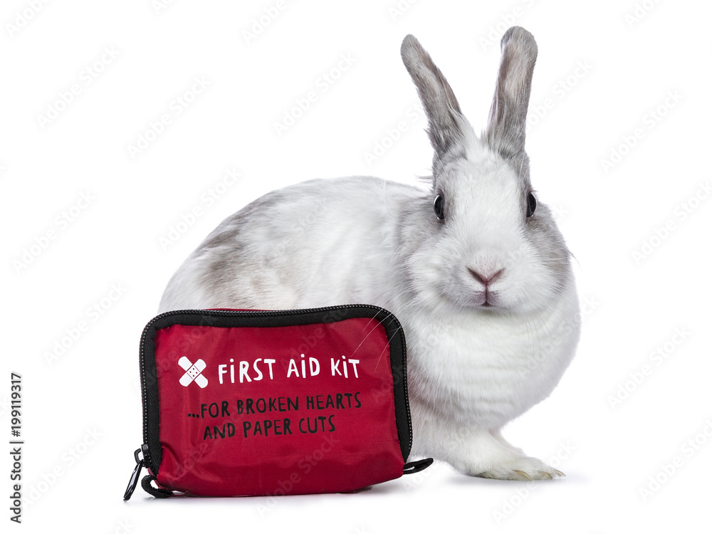 Cute white with grey shorthair bunny sitting side ways with red and ...
