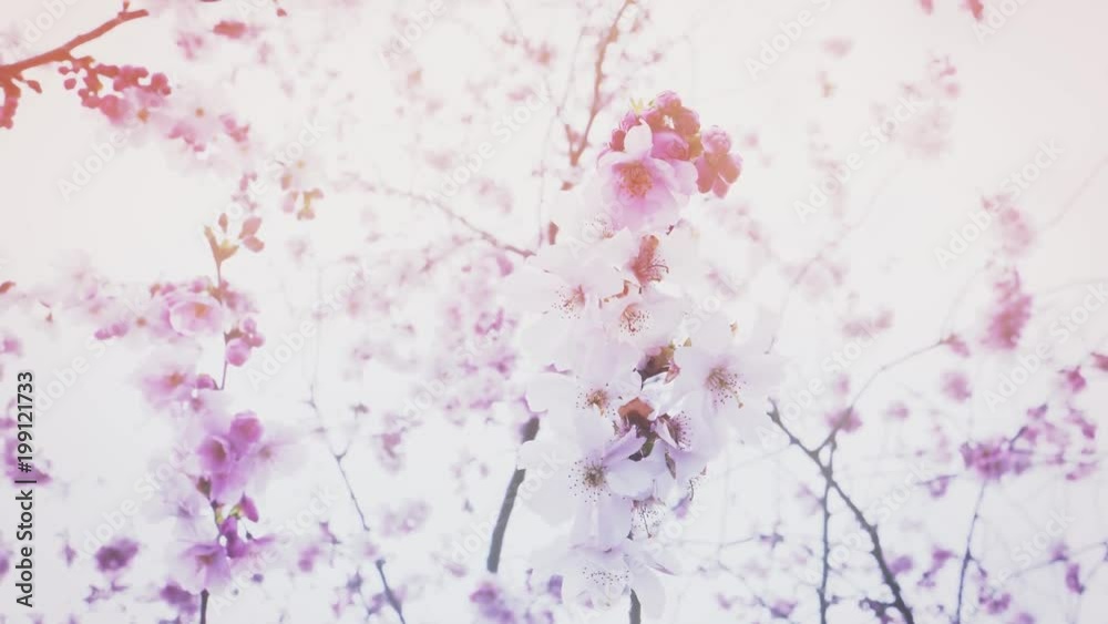 Sakura blossom tree in bloom on a spring day - view from below on ...