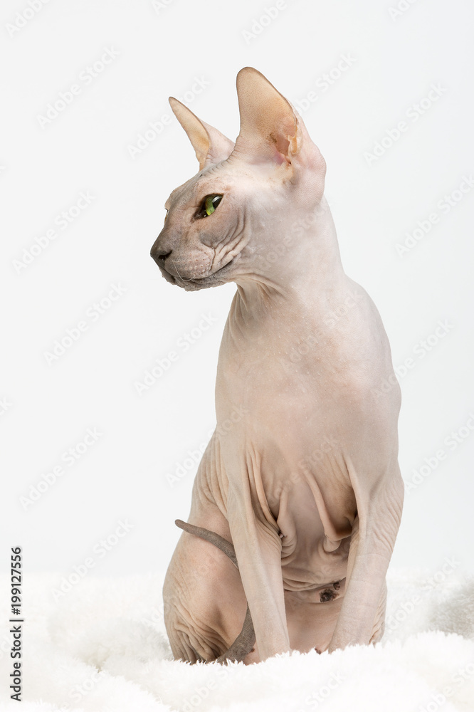 Cat Looking To The Left