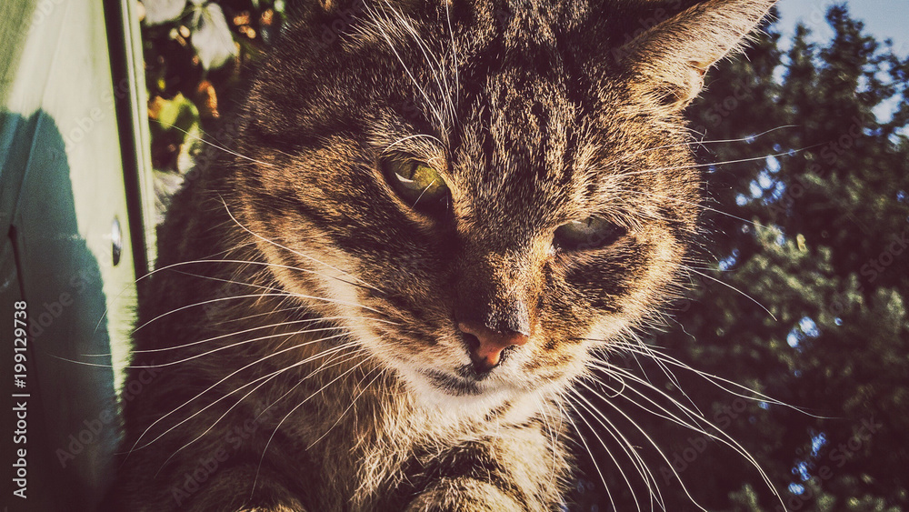 Seductive Cat Is Seductive