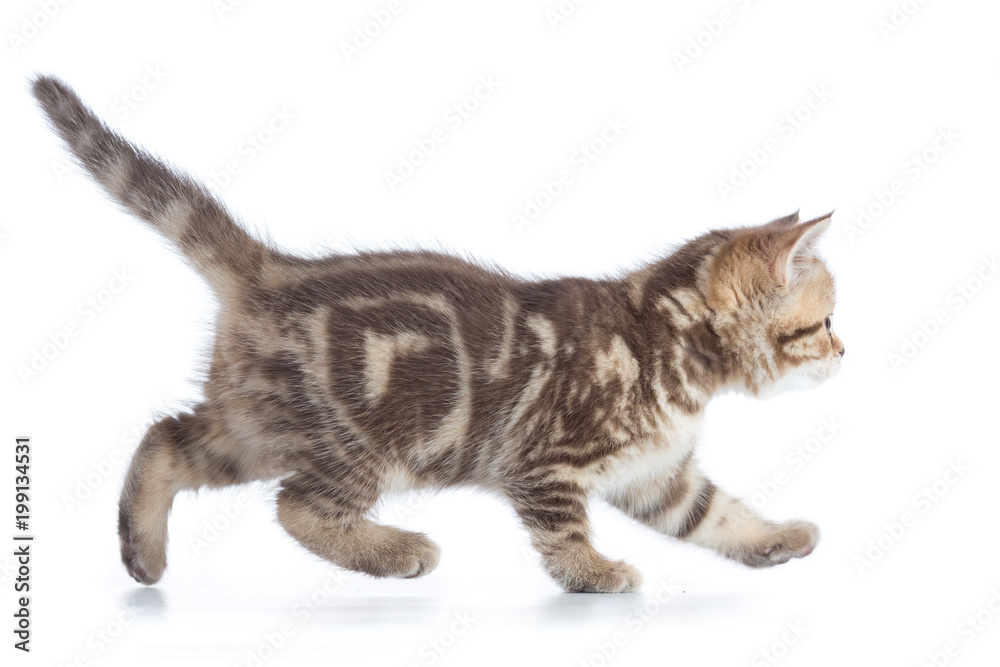 Cat kitten is walking. Side view isolated on a white background. Stock ...