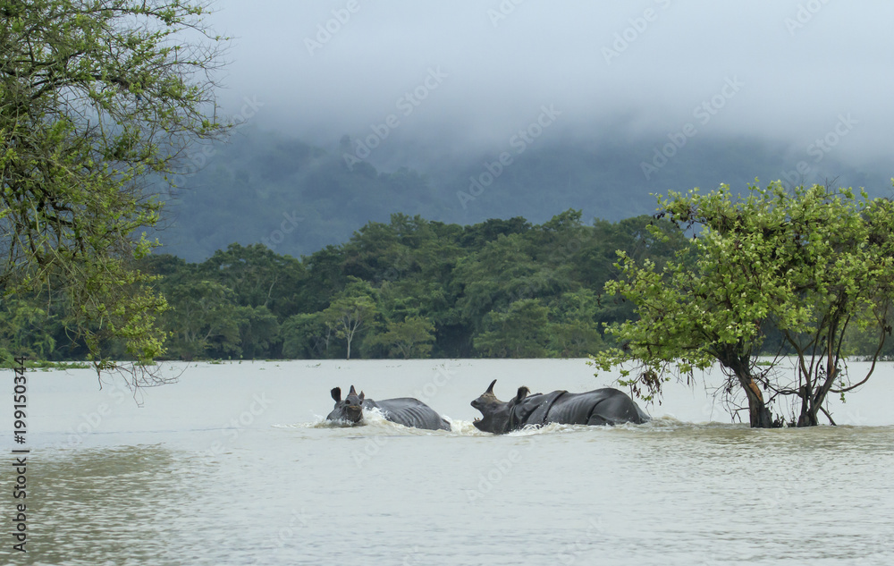 rhino in deep water Stock Photo | Adobe Stock