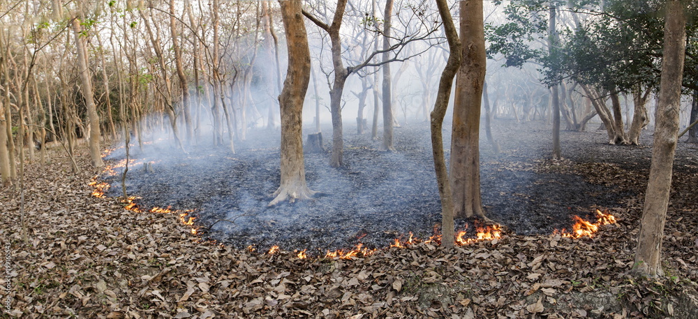 Jungle fire Stock Photo | Adobe Stock