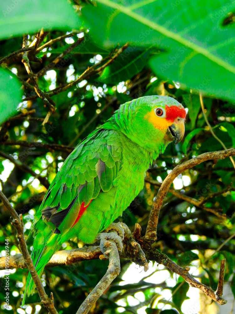 perico verde foto de Stock | Adobe Stock