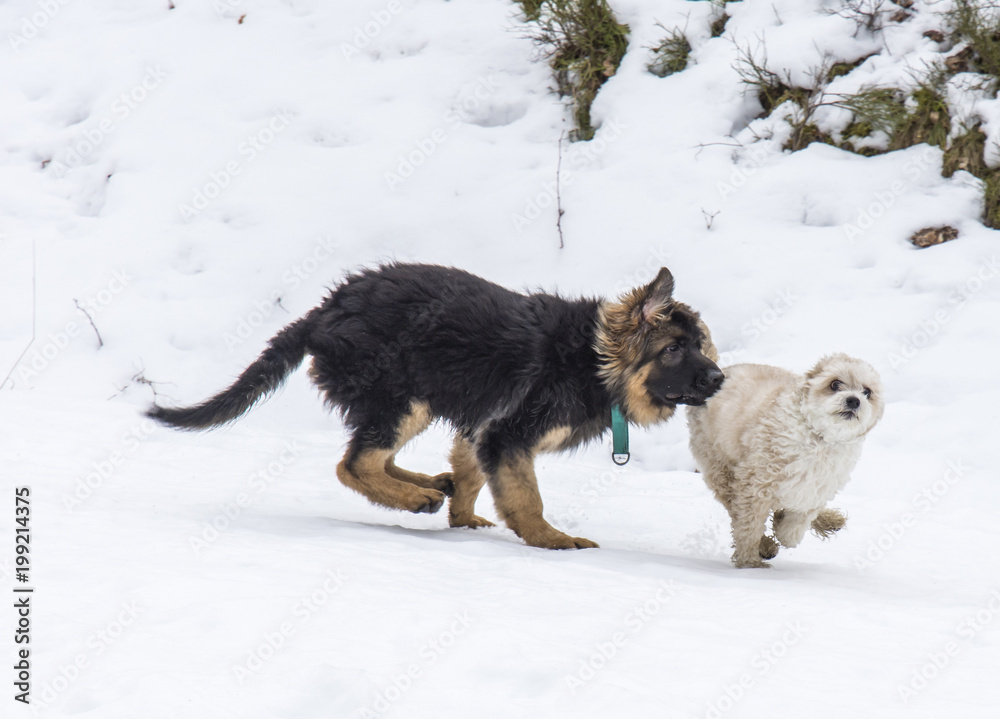 Två hundar en lånhårig Schäfer och en Kines Power puf busar med ...