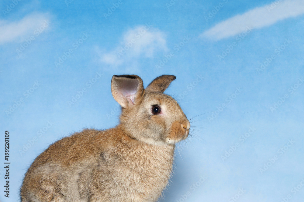 Cloudy The Rabbit