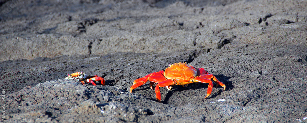 Riese rote Krabben an der Küste der Galapagos Inseln foto de Stock ...