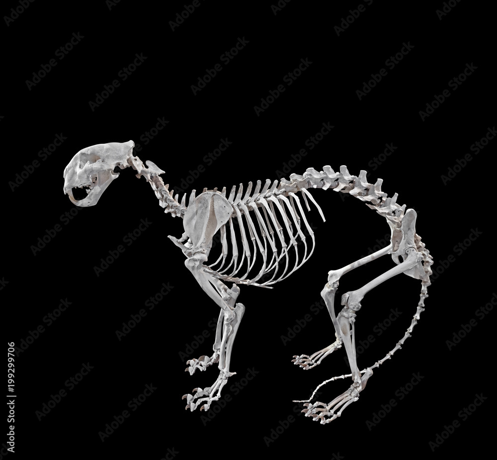Bengal Tiger Skeleton Isolated on Black Background, Clipping Path Stock ...