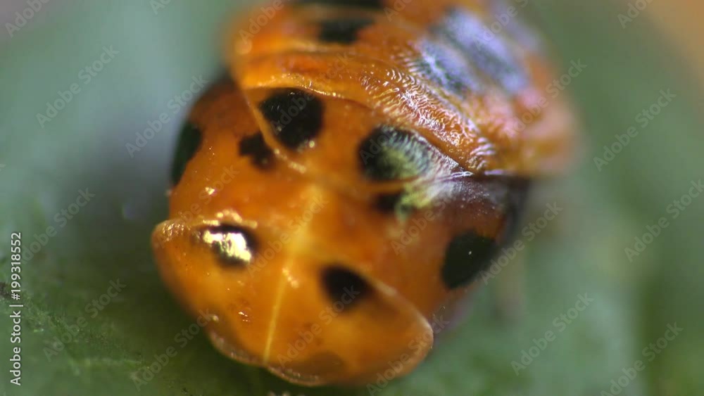 Insect macro: Second instar likeness Ladybug beetle bug on green leaf ...