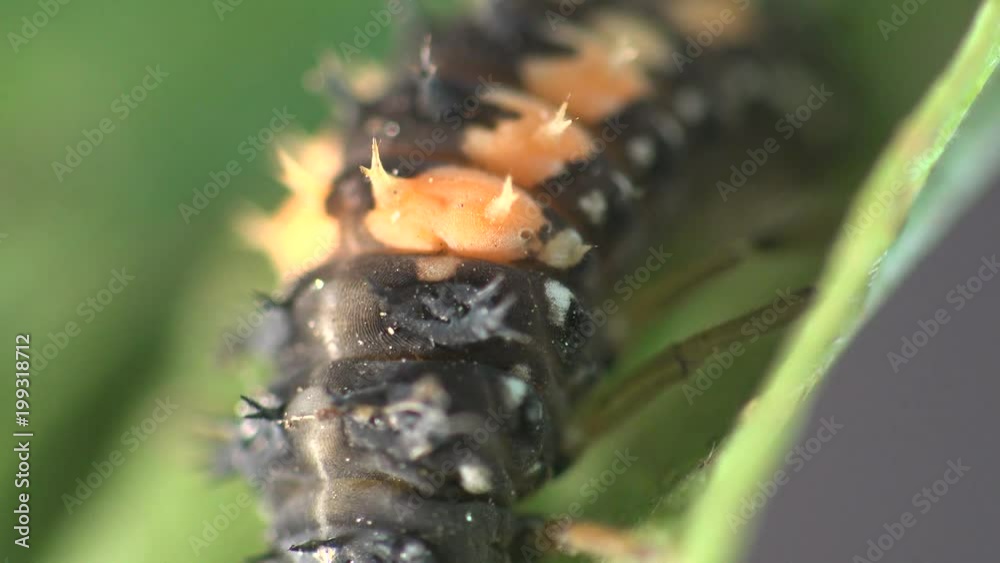 Insect macro: Second instar likeness Ladybug beetle bug on green leaf ...
