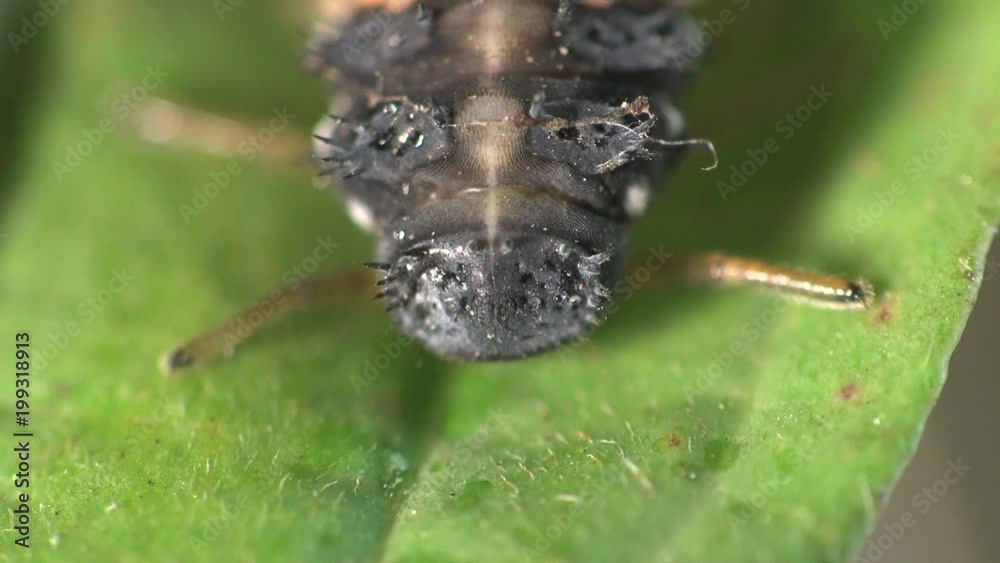 Insect macro: Second instar likeness Ladybug beetle bug on green leaf ...