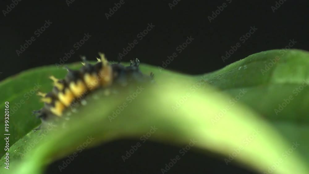 Insect macro: Second instar likeness Ladybug beetle bug on green leaf ...