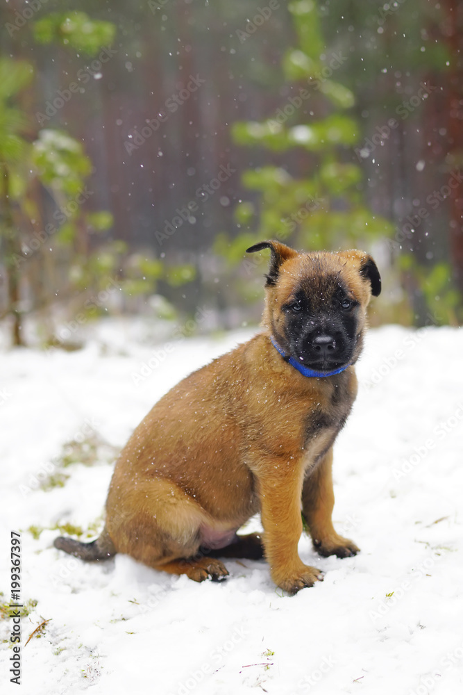 Blue Belgian Malinois Puppies
