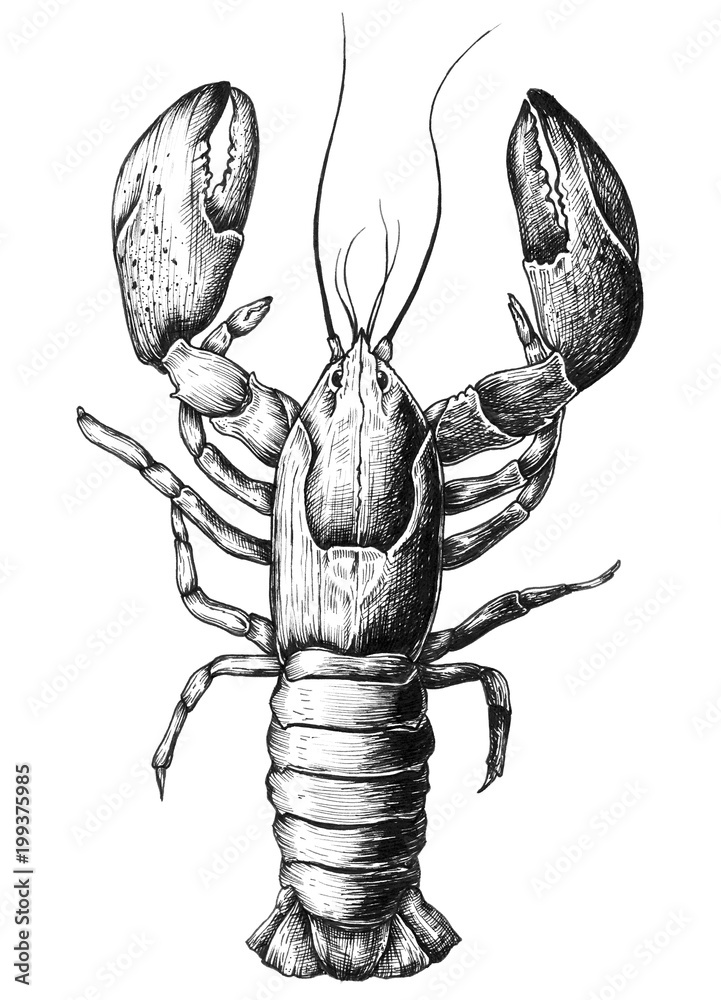 Hand drawn lobster isolated Stock Illustration | Adobe Stock