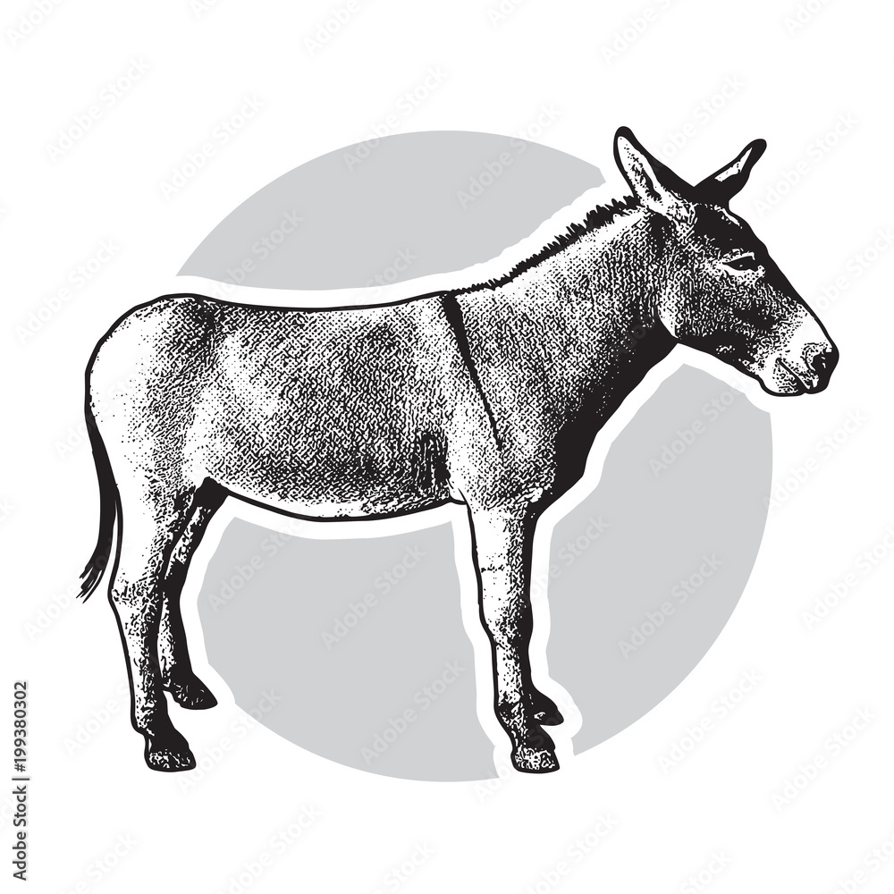 Donkey - black and white side view. Cute farm animal in profile in ...