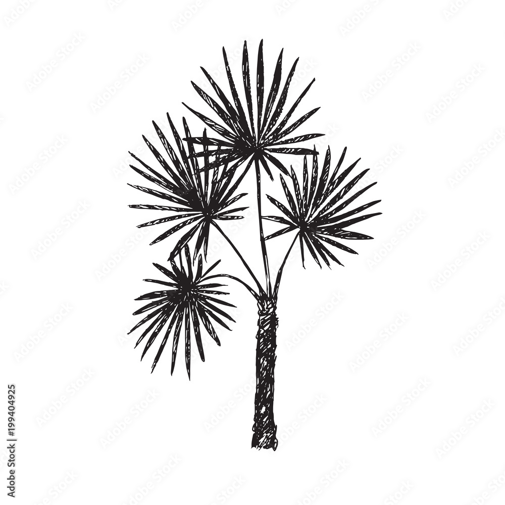 Fan Palm (Arecaceae) tree silhouette, hand drawn doodle, sketch in pop ...