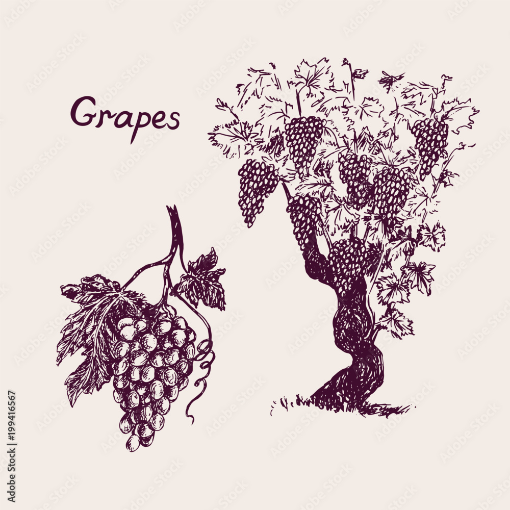 Grapevine tree and bunch of grapes with leaf, inscription, hand drawn ...