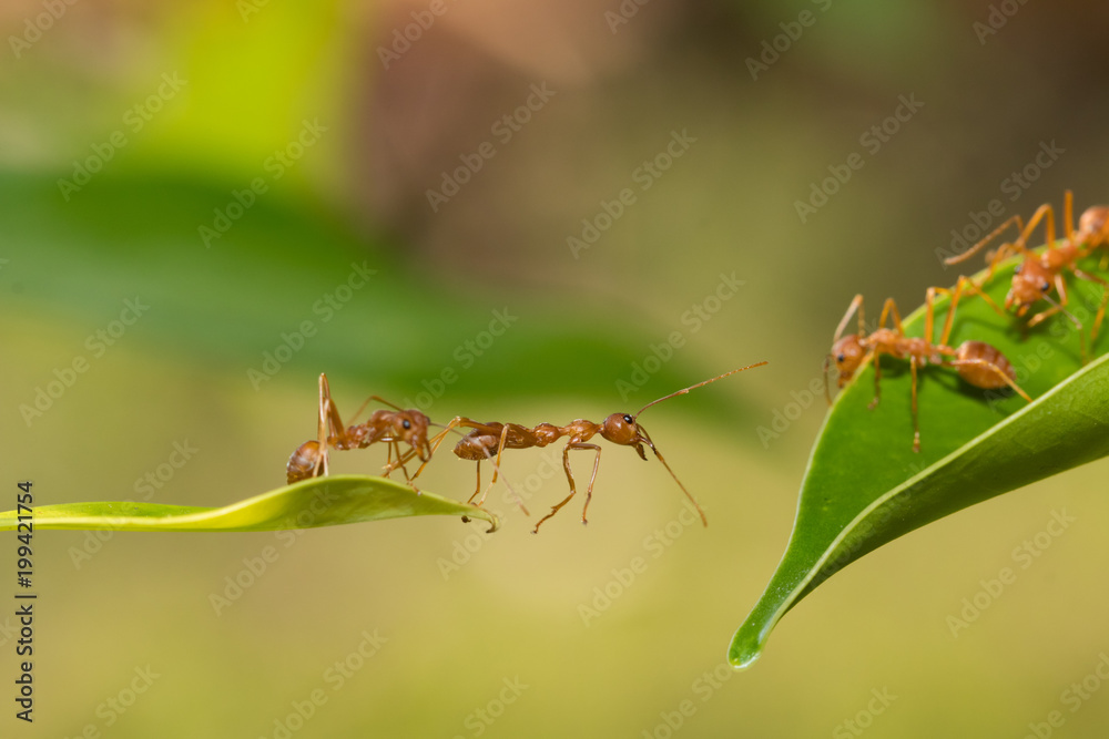 Ant action standing.Ant bridge unity team,Concept team work together ...