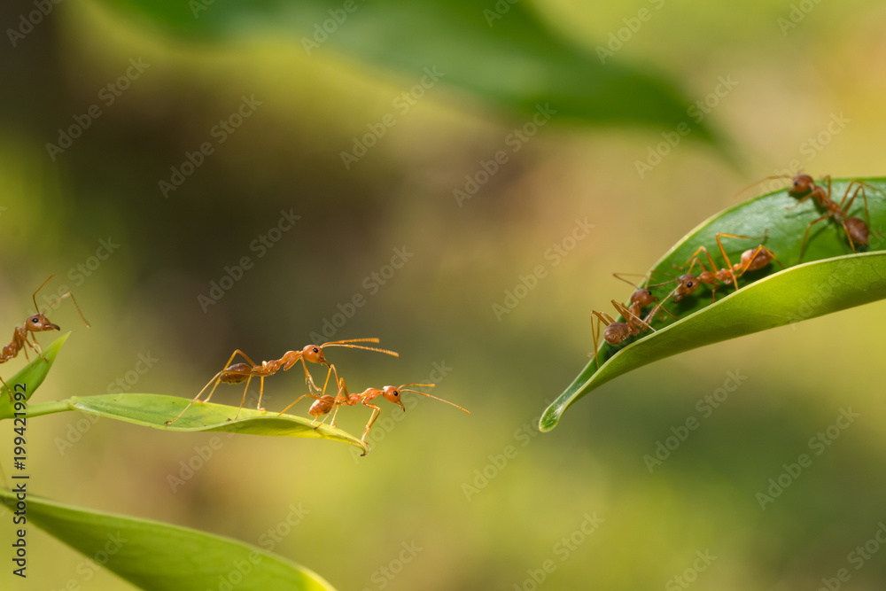 Ant action standing.Ant bridge unity team,Concept team work together ...