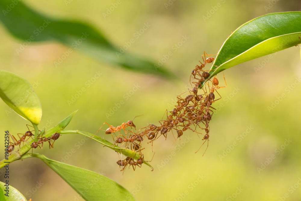 Ant action standing.Ant bridge unity team,Concept team work together ...