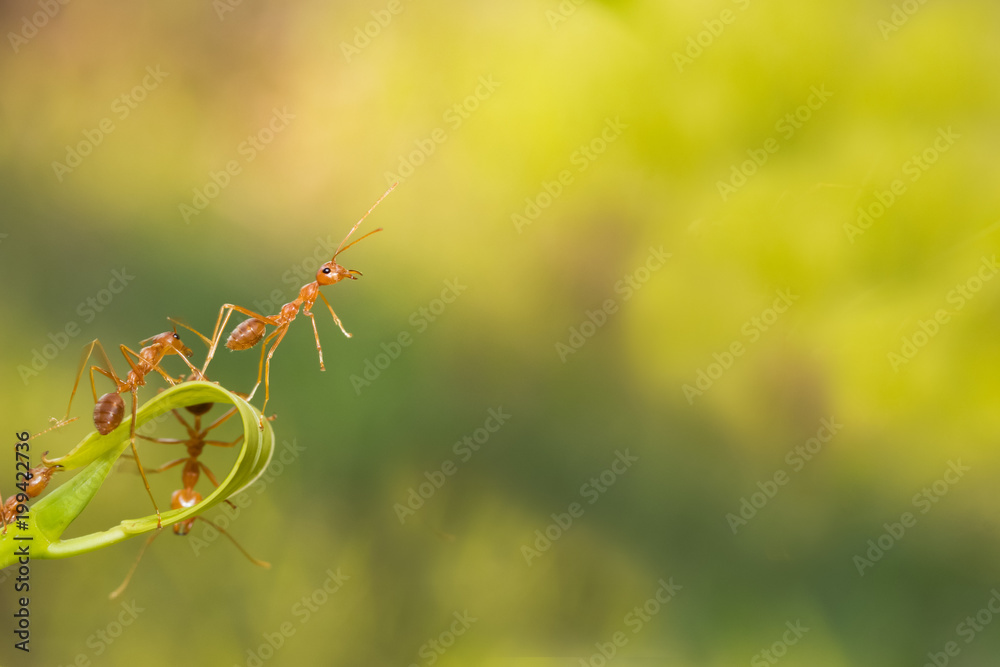 Ant action standing.Ant bridge unity team,Concept team work together ...