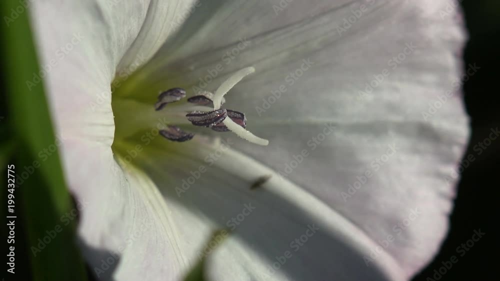 Insect Bee all in white pollen in flower white bell quickly moves ...