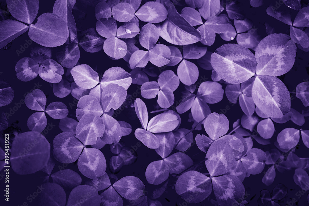 Ultraviolet Wallpaper