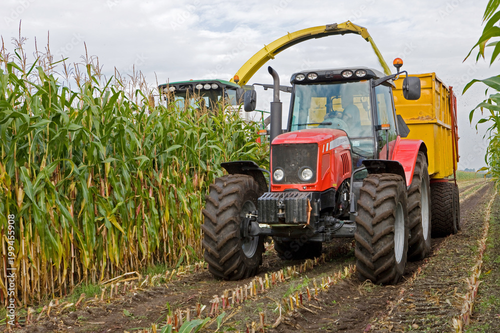 Chopping Corn