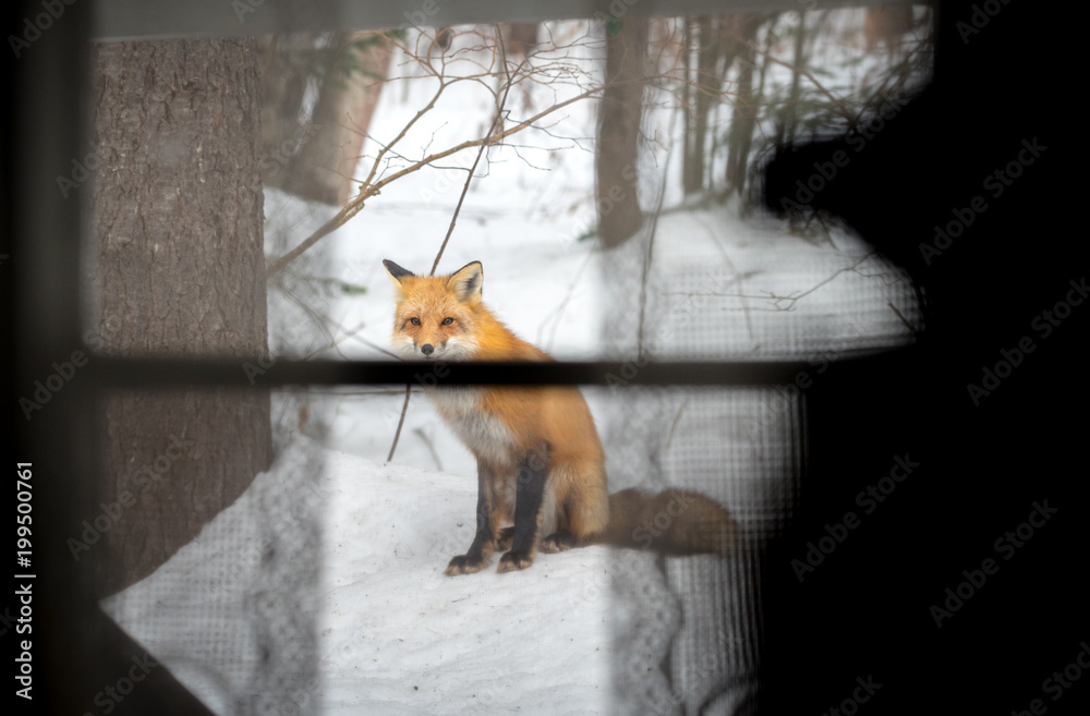 Red Fox - Vulpes vulpes, healthy specimen In his habitat in the woods ...