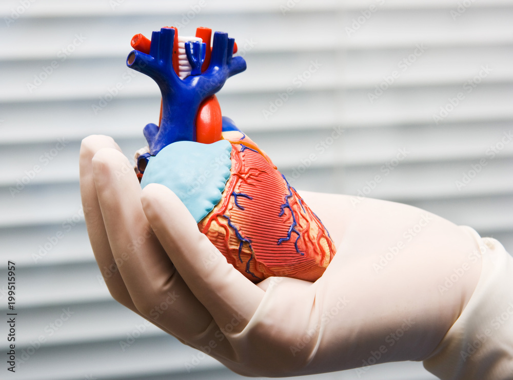 human heart in doctor's hand Stock Photo | Adobe Stock