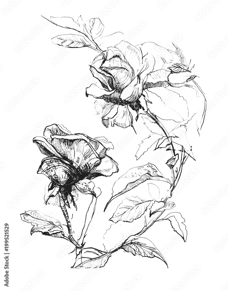 pencil drawing two roses on isolated background Stock Illustration ...