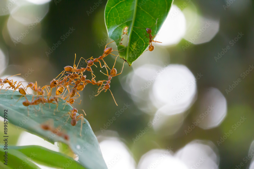 Ant action standing.Ant bridge unity team Stock Photo | Adobe Stock