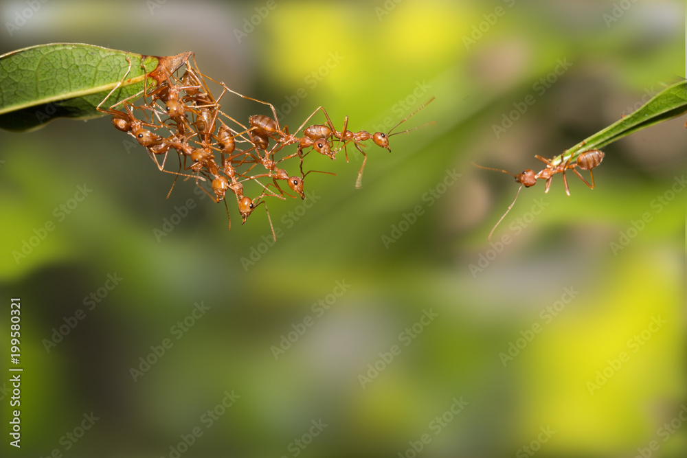 Ant action standing.Ant bridge unity team Stock Photo | Adobe Stock