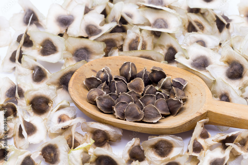 Moringa Oleifera seeds and fruit. The asian herbs have medicinal ...