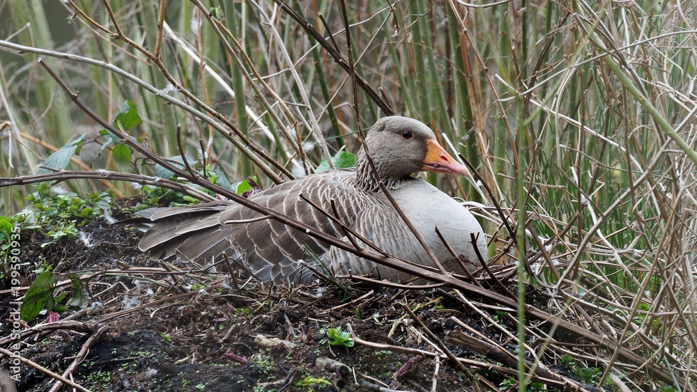 Greylag Goose Nest