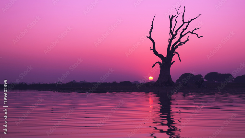 Sunset Purple Tree Photography