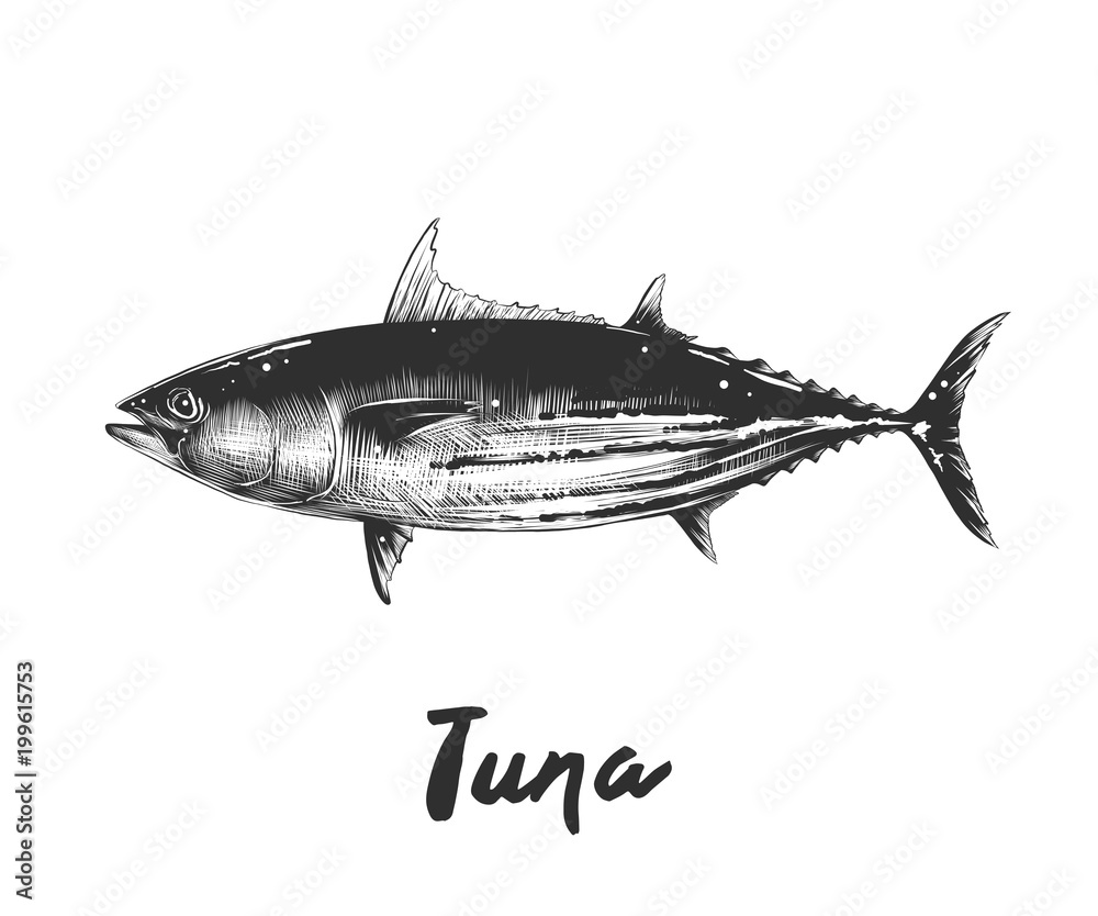 Vector engraved style illustration for posters, decoration and print ...