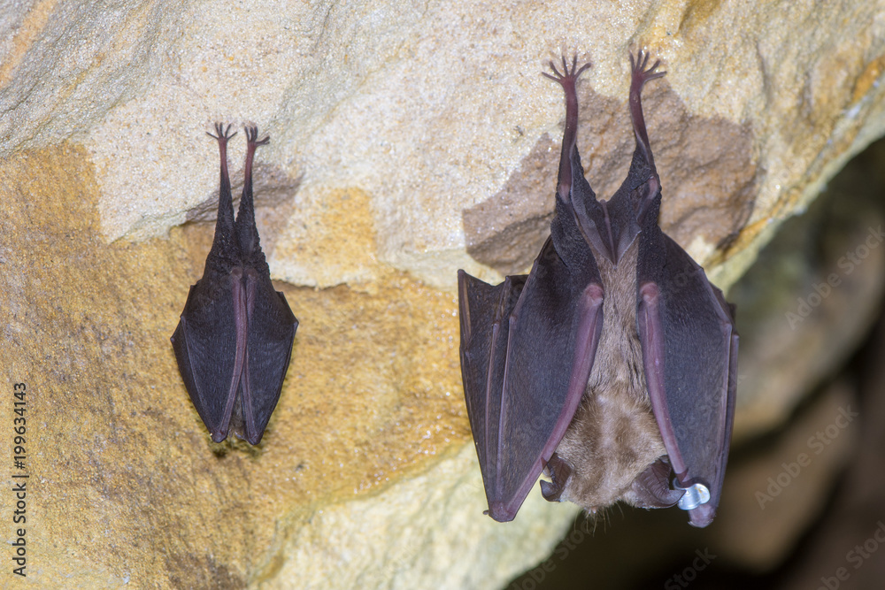 Foto de Comparison of greater and lesser horseshoe bats. Two rare bats ...