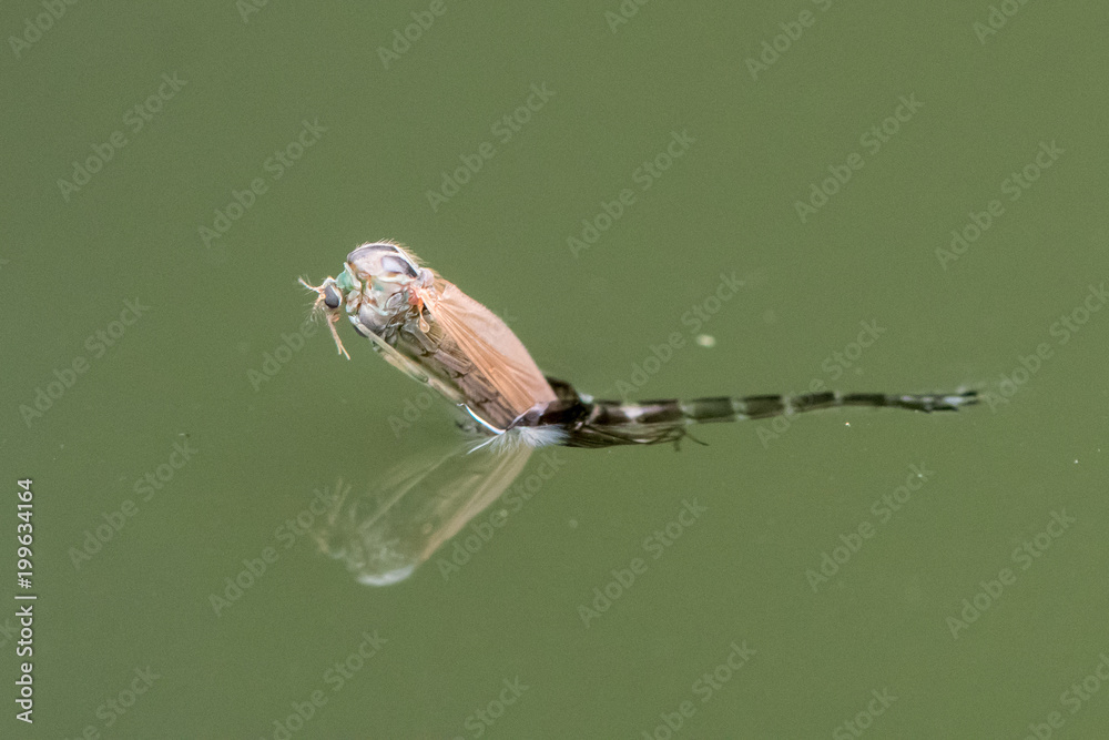 Midge (Chironomus plumosus) emerging from pupa. Female imago of non ...