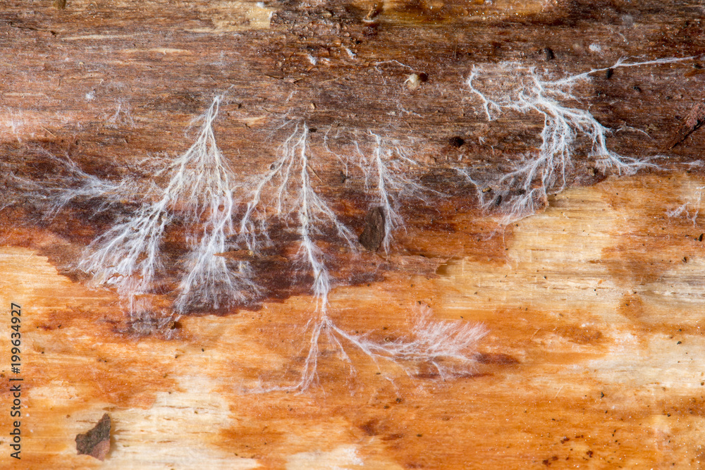 Fungal mycelium on dead wood. Mass branching of vegetative part of ...