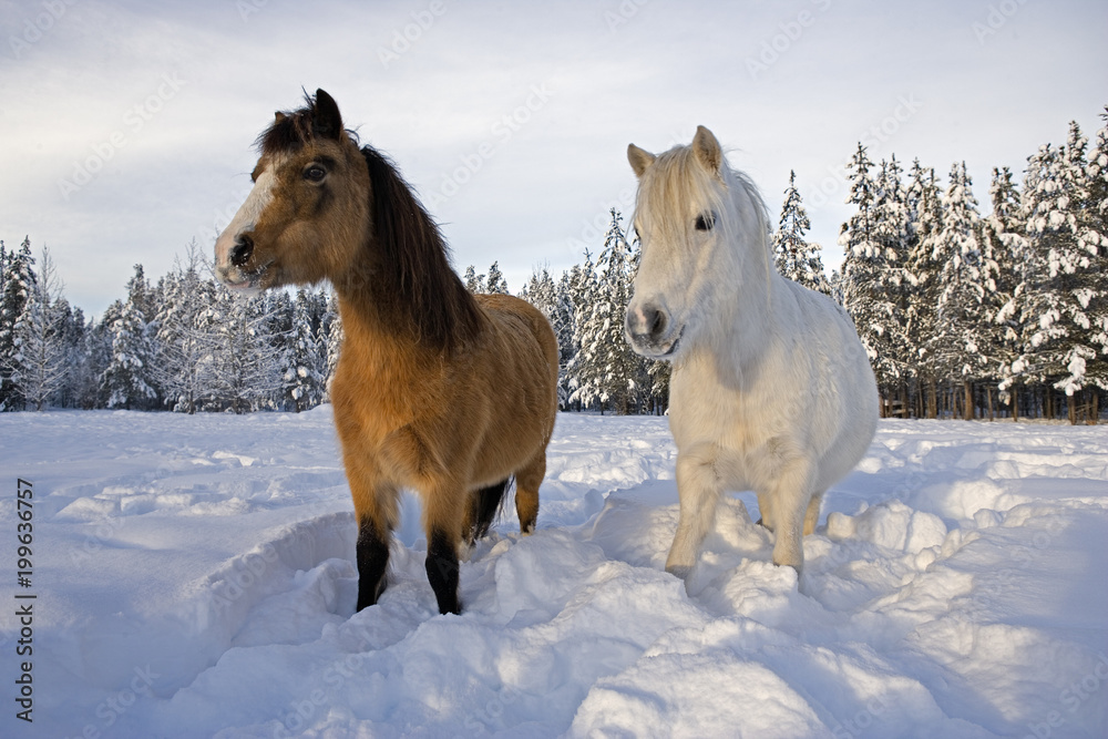 Welsh Ponies,two standing together in deep snow Stock Photo | Adobe Stock