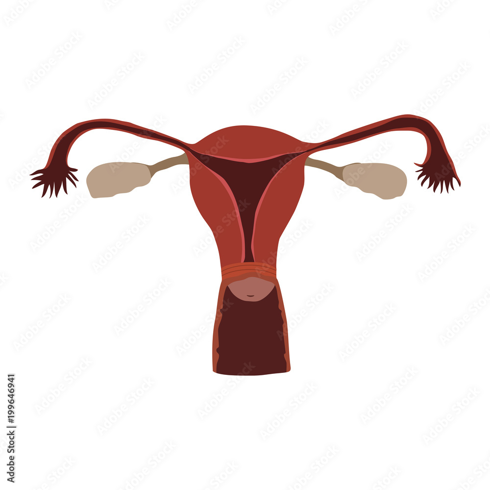 Human realistic uterus. Anatomy flat illustration. Colored image, white ...