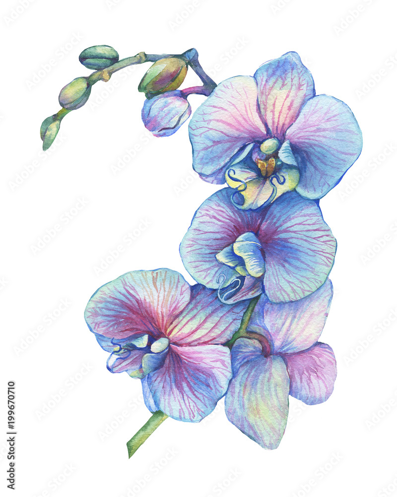 Blue Orchid Drawings