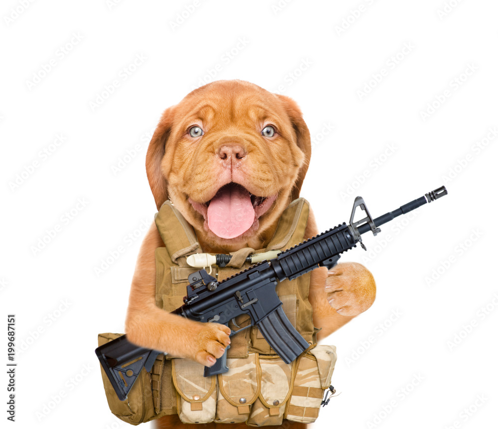 Funny Dog Pics With Guns