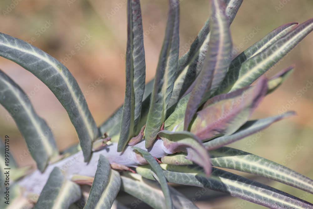 Euphorbia lathyris gopher spurge green plant Stock Photo | Adobe Stock
