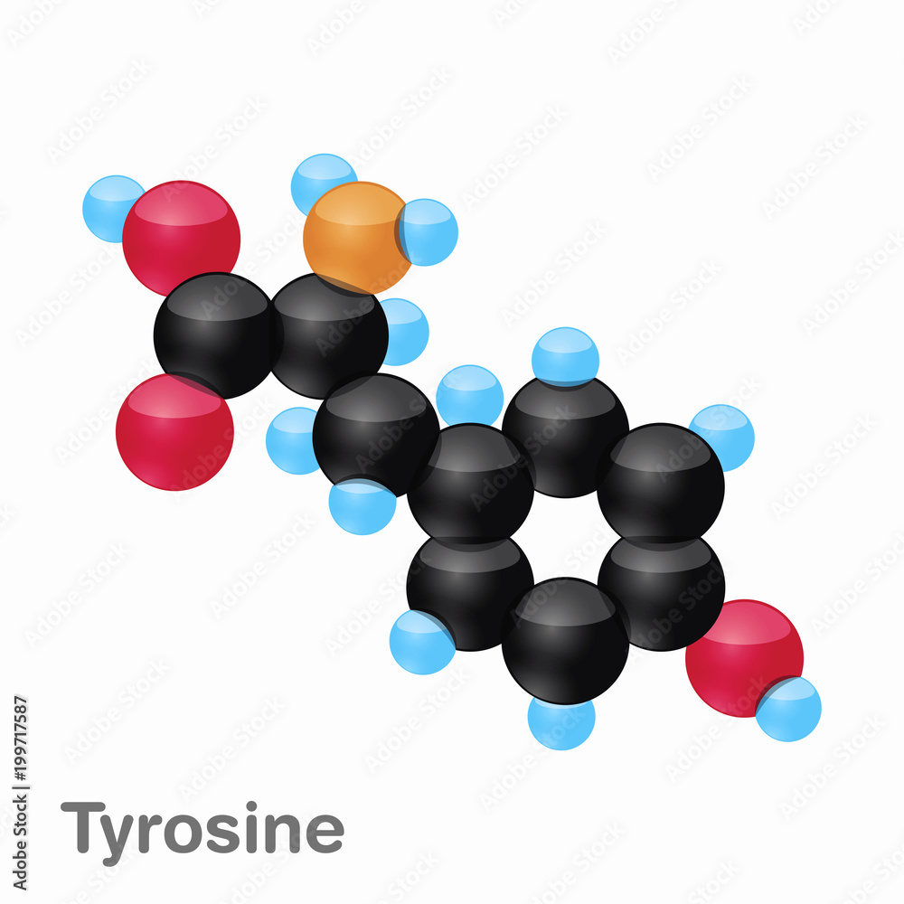 Molecule of Tyrosine, Tyr, an amino acid used in the biosynthesis of ...