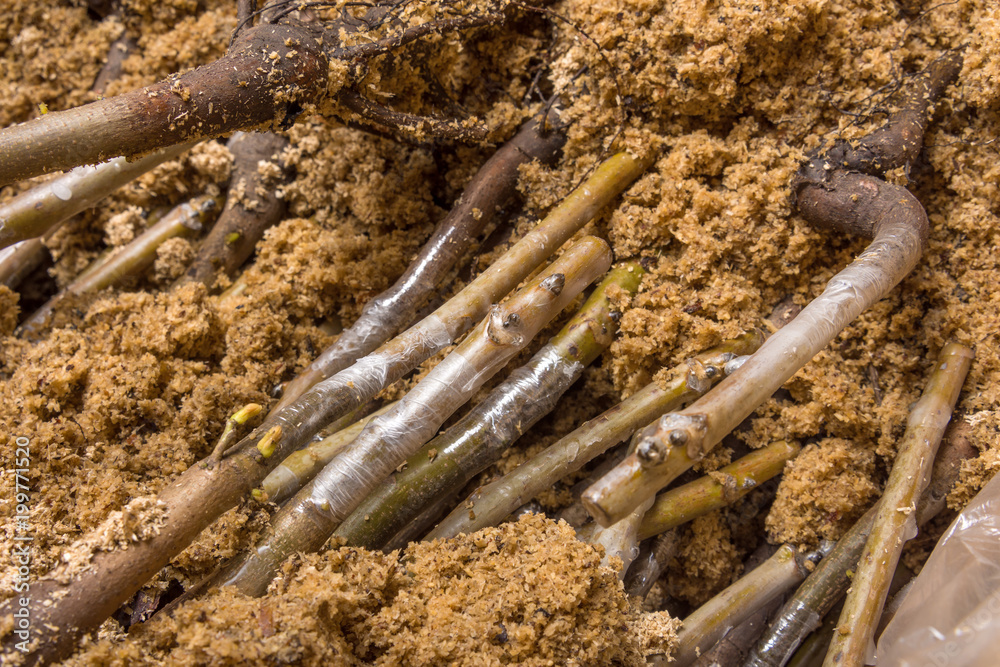 concept of plant grafting. Close-up seedlings of walnut are covered ...