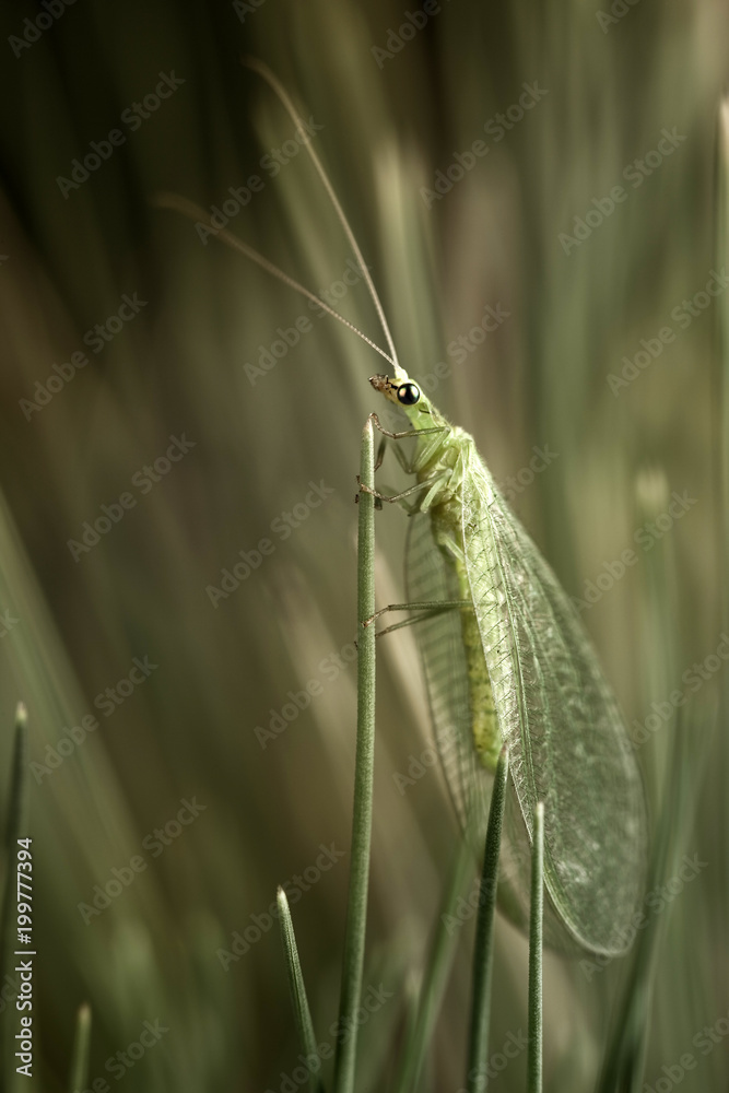 Net-winged insects in dark green, Neuroptera, lacewings Stock Photo ...