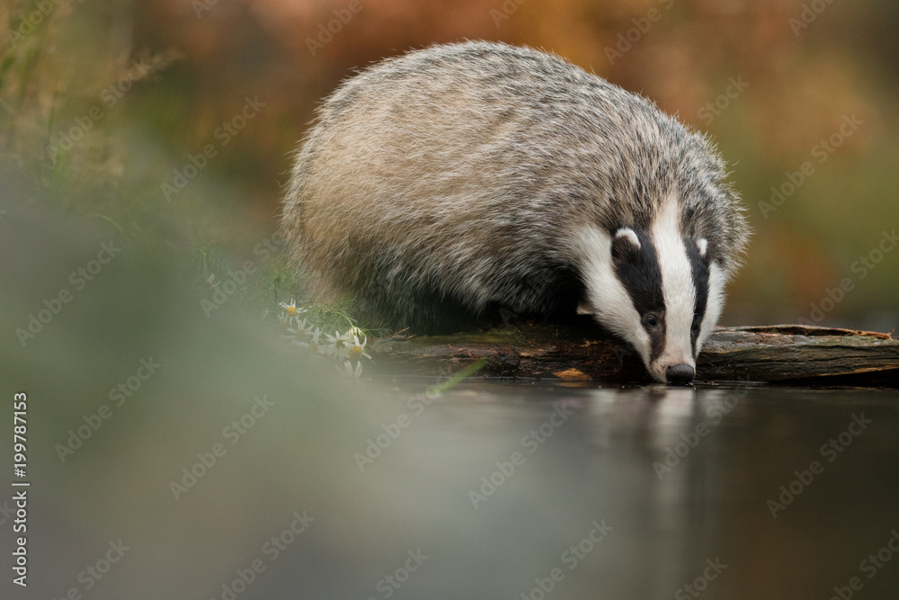 European badger (Meles meles - Eurasian badger) in his natural ...